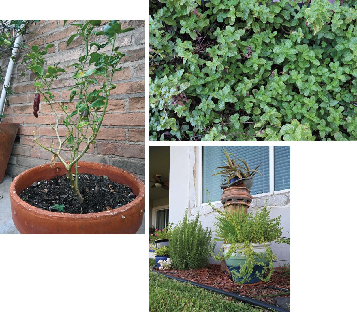 Herbalicious Gardening - Edible Rio Grande Valley