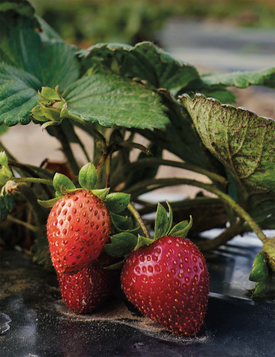 Strawberries and Families Thrive at Salinas Family Farm - Edible Rio ...