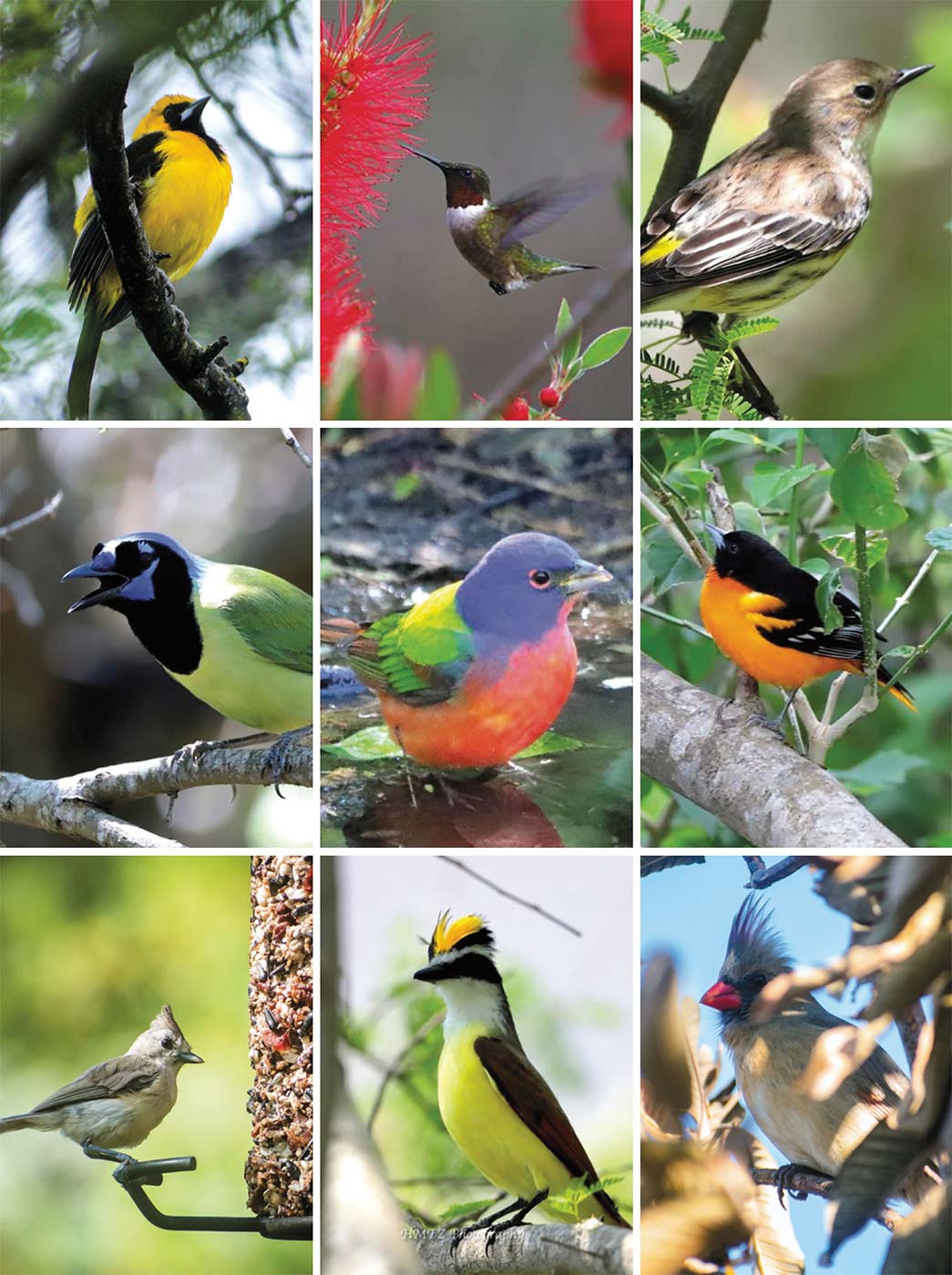 Getting Ready for the Fall Bird Migration - Edible Rio Grande Valley